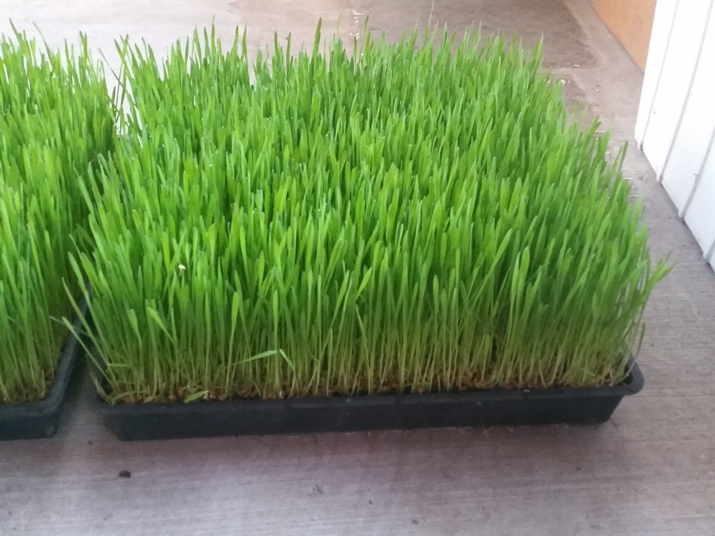 Growing Wheatgrass – Antonio's Notes